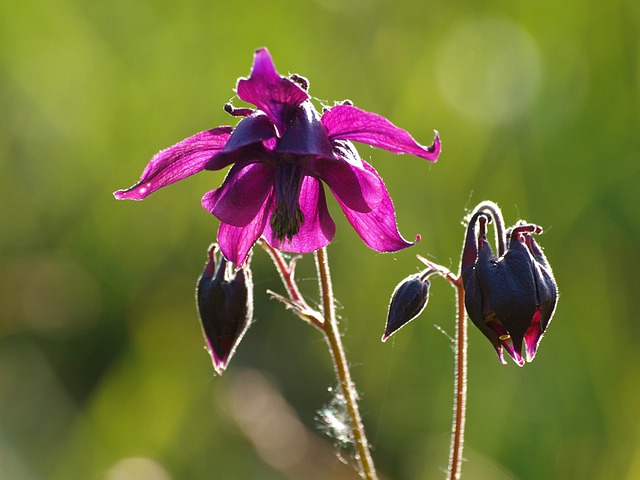 Columbia Flower Blossom - Free photo on Pixabay - Pixabay