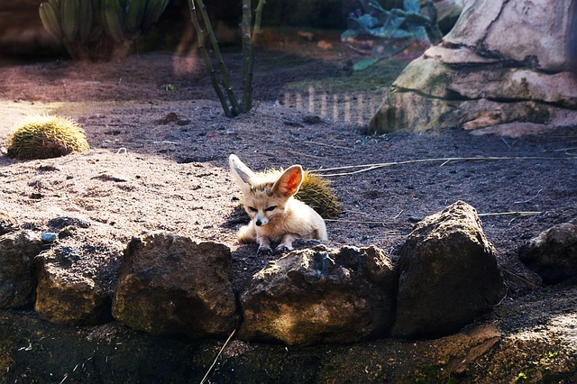 Zoo Morocco - Free photo on Pixabay