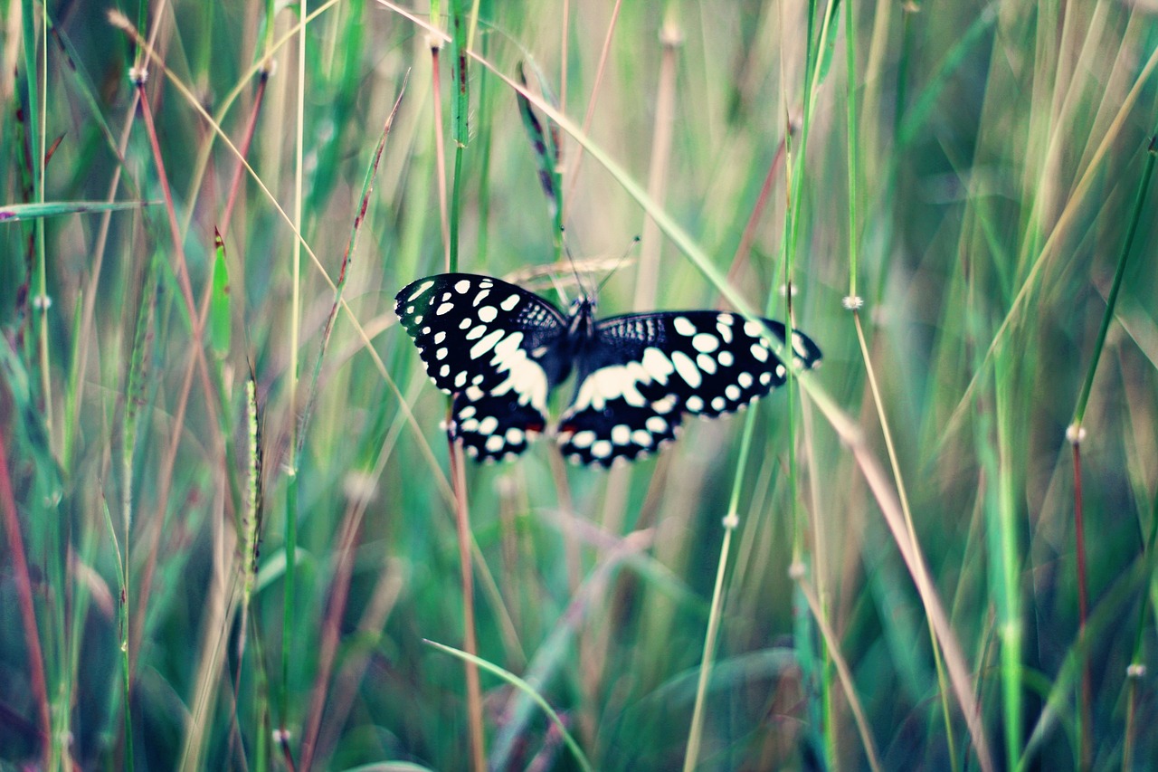 Butterfly Nature Summer - Free photo on Pixabay - Pixabay