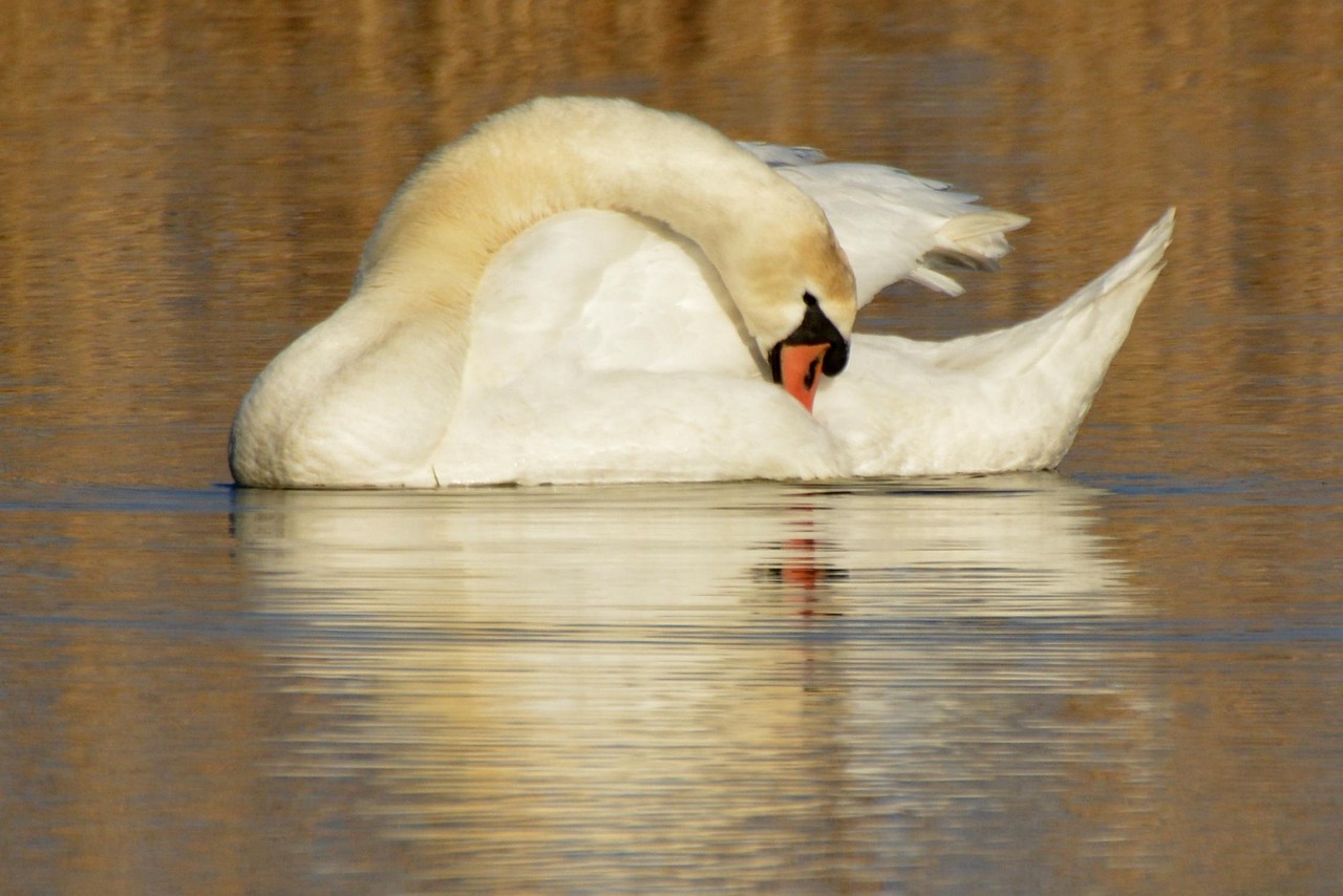 Swan Hewan Unggas Air Angsa - Foto gratis di Pixabay - Pixabay