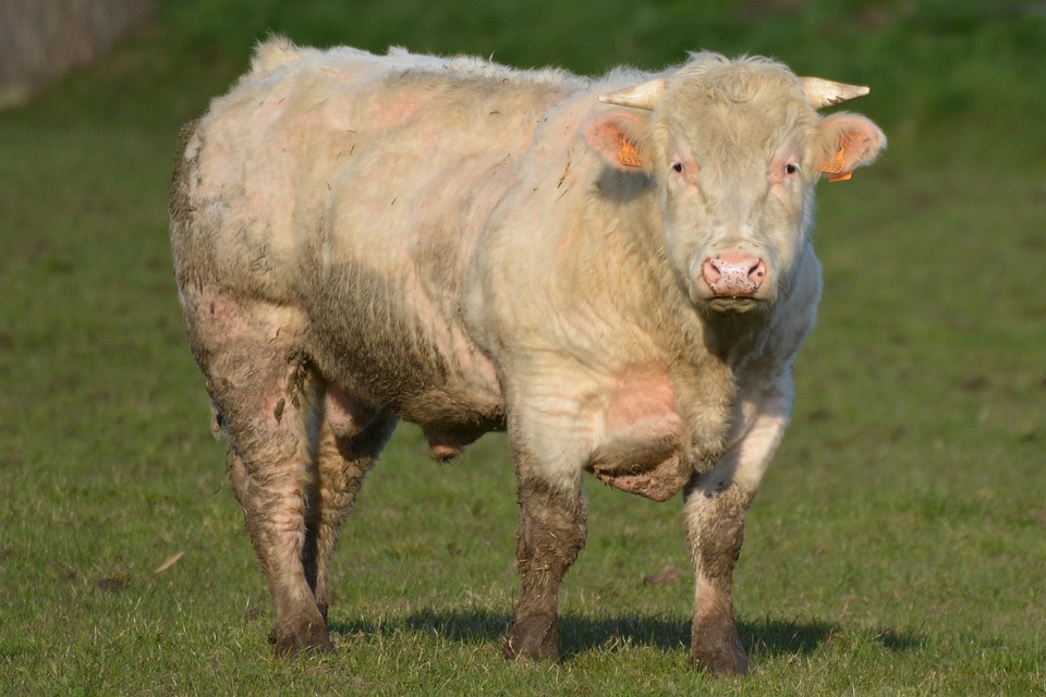 Cow Animal Beef - Free photo on Pixabay - Pixabay