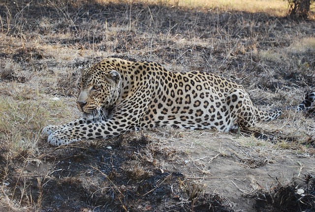 South Africa Wild Animals Wildlife - Free photo on Pixabay - Pixabay