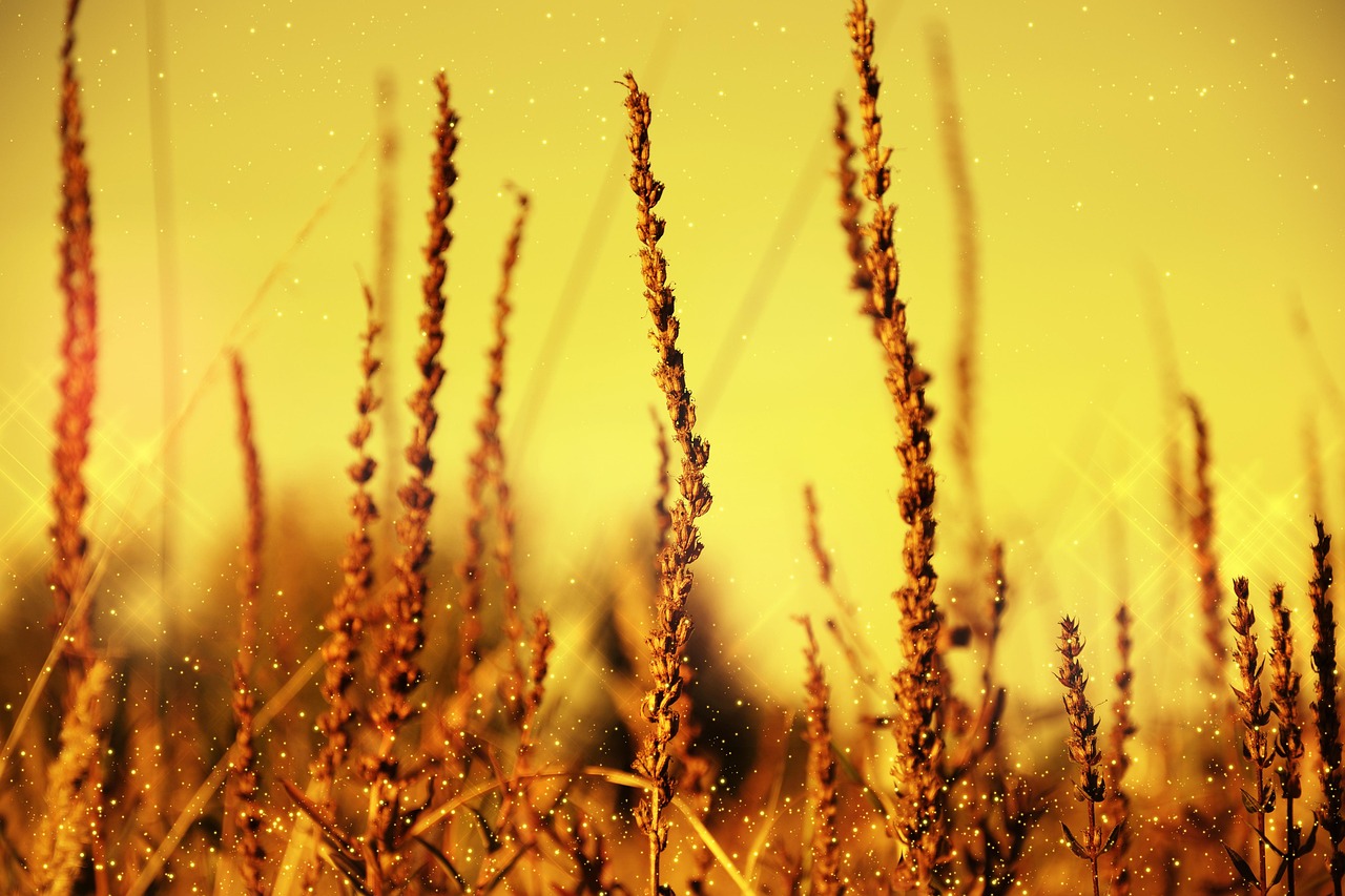 Blades Of Grass Straw Ear - Free photo on Pixabay - Pixabay