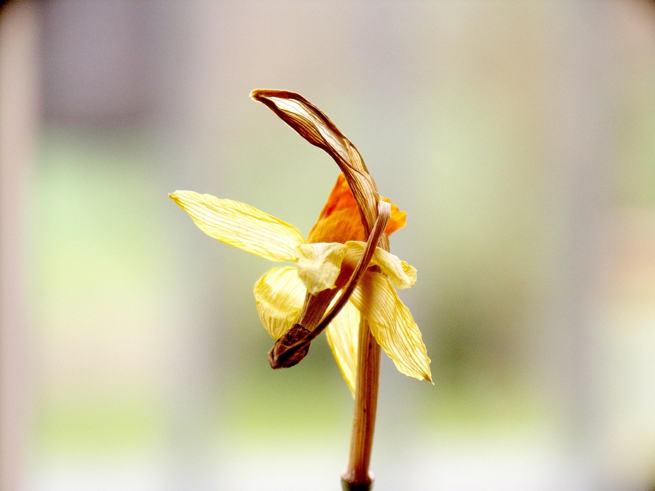 Daffodil Withered Faded - Free photo on Pixabay - Pixabay