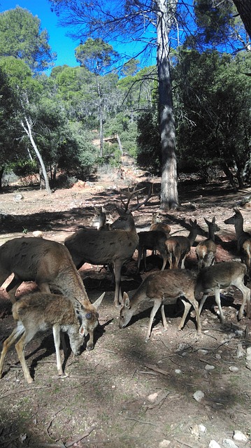 Parc Naturel Cerf La - Photo gratuite sur Pixabay - Pixabay