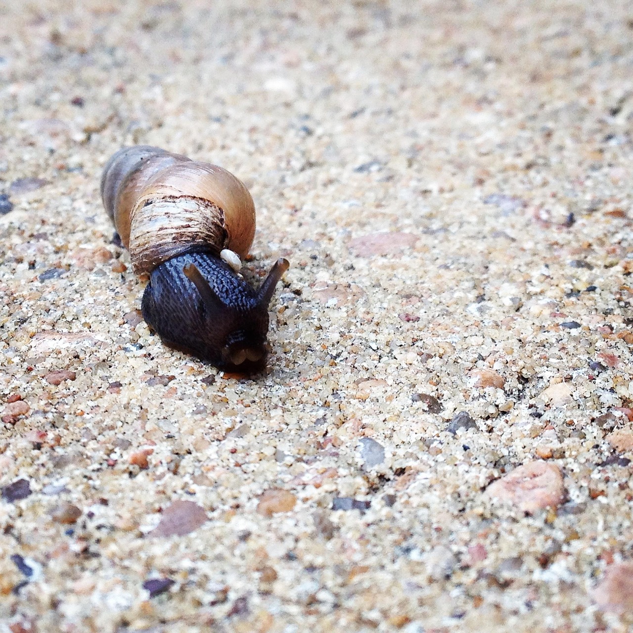 Snail Nature - Free photo on Pixabay - Pixabay