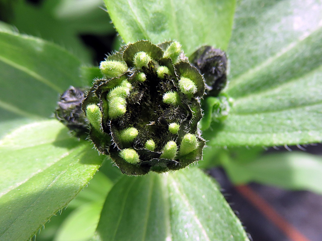 Nature Plante Bourgeon - Photo gratuite sur Pixabay - Pixabay