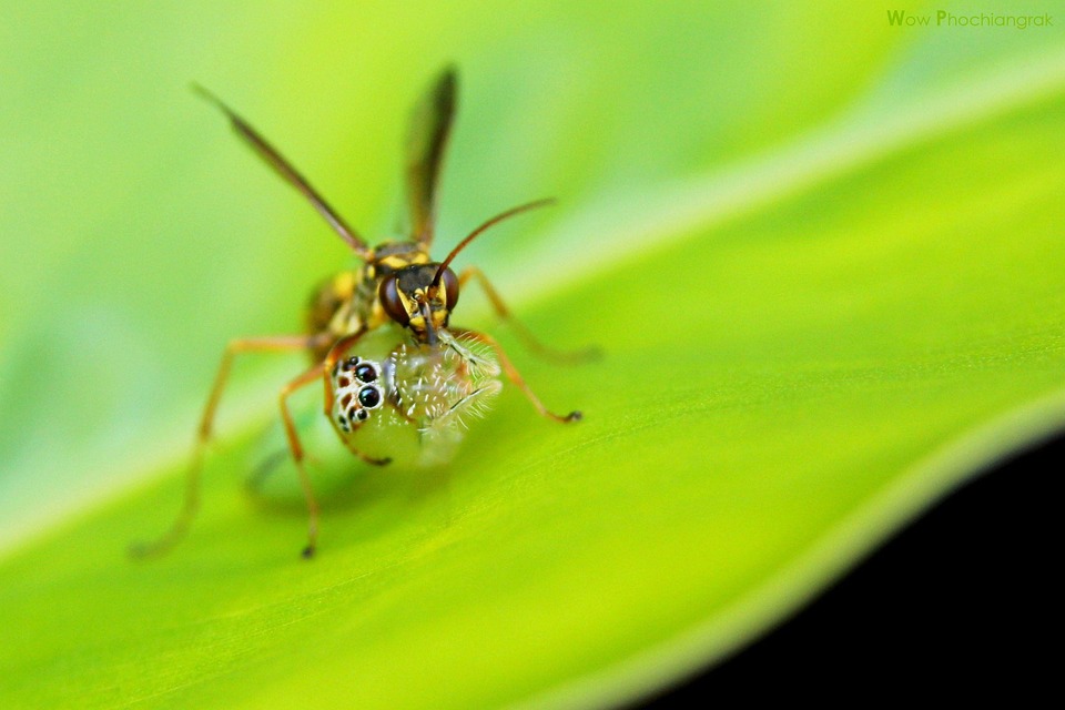 Bug Insect N - Free photo on Pixabay - Pixabay