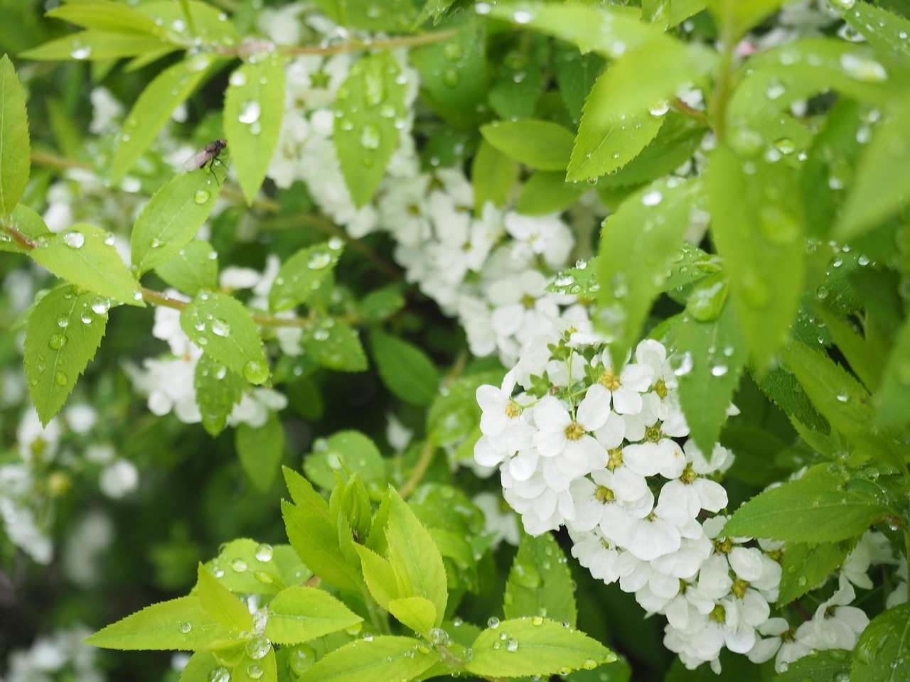 Spiraea Thunbergii Fleurs Feuille - Photo gratuite sur Pixabay - Pixabay