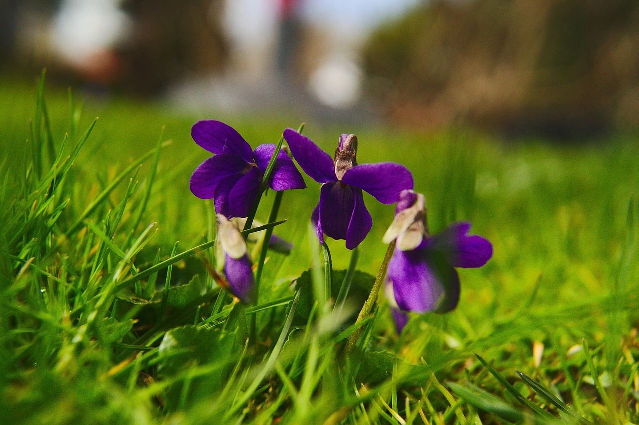 Viola Silvestris Violets - Free photo on Pixabay