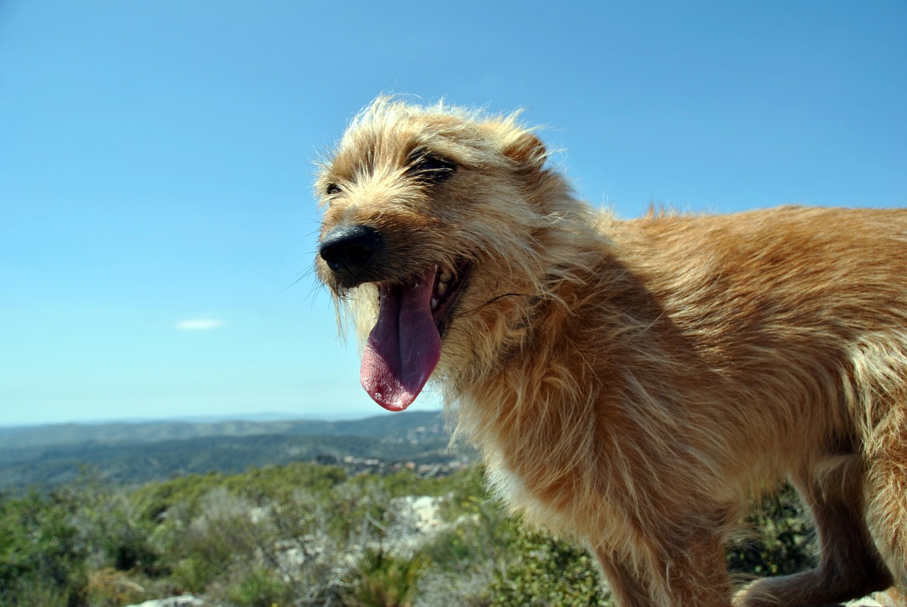Dog Friend Mountain - Free photo on Pixabay