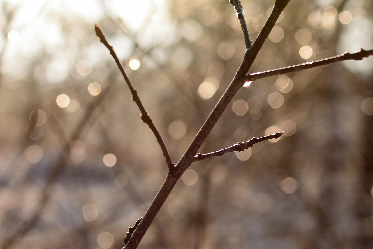 Branch Water Drops - Free photo on Pixabay - Pixabay