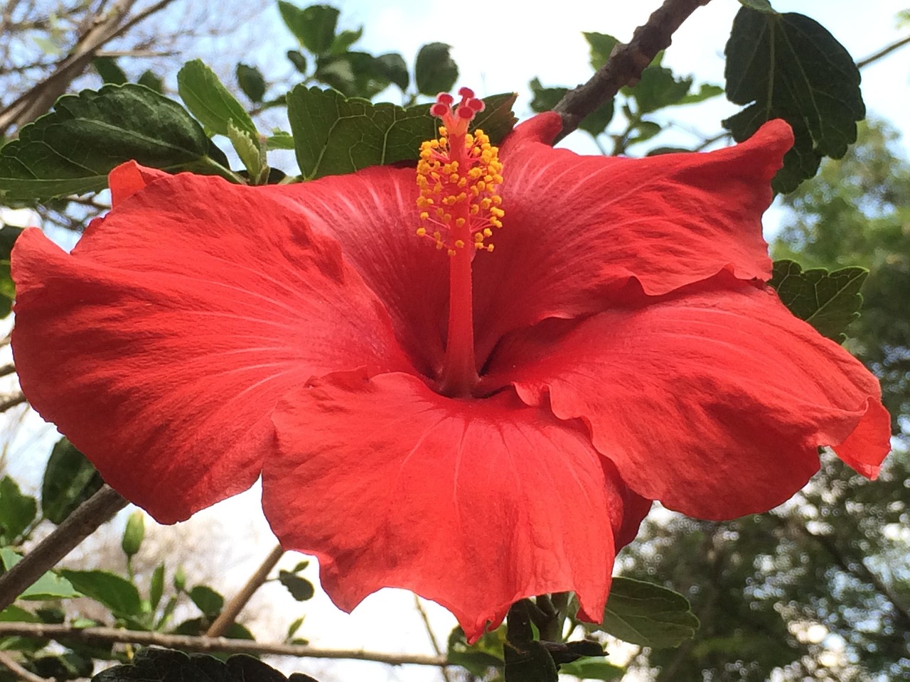 Flor Rojo Naturaleza - Foto gratis en Pixabay - Pixabay