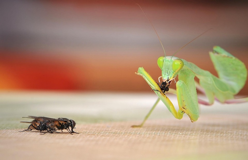 Mante Sphodromantis Lineola - Photo gratuite sur Pixabay - Pixabay