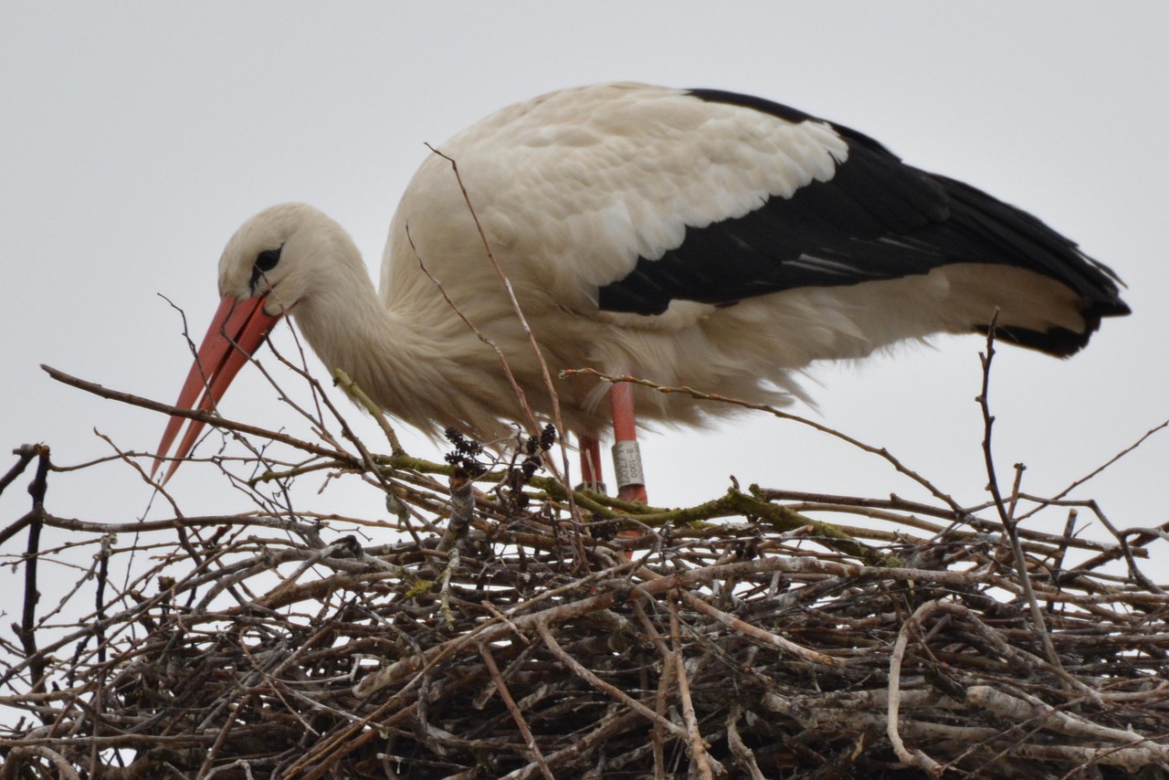 Stork Animal Bird - Free photo on Pixabay - Pixabay
