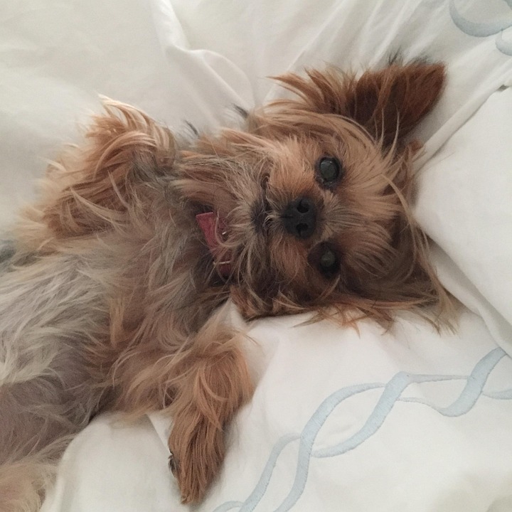 Yorkie Teetasse Niedlich - Kostenloses Foto auf Pixabay - Pixabay