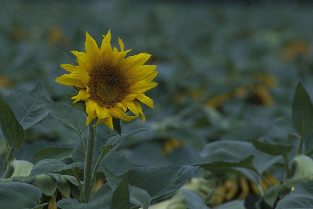 1+ Free Yanqing & Sunflower Images - Pixabay