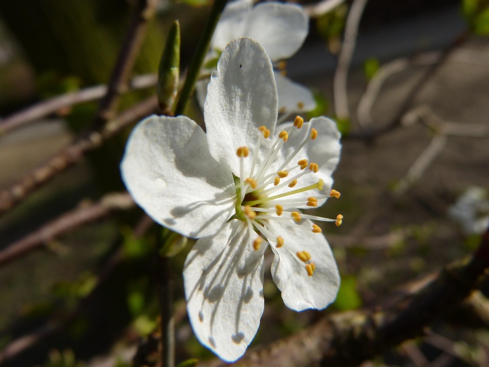 Flor De Cerezo Blanco - Foto gratis en Pixabay - Pixabay
