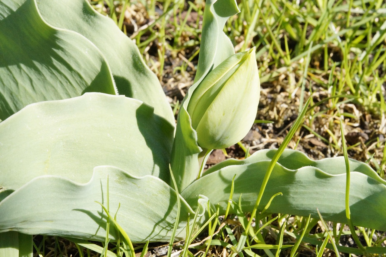 Tulip Bud - Free photo on Pixabay - Pixabay