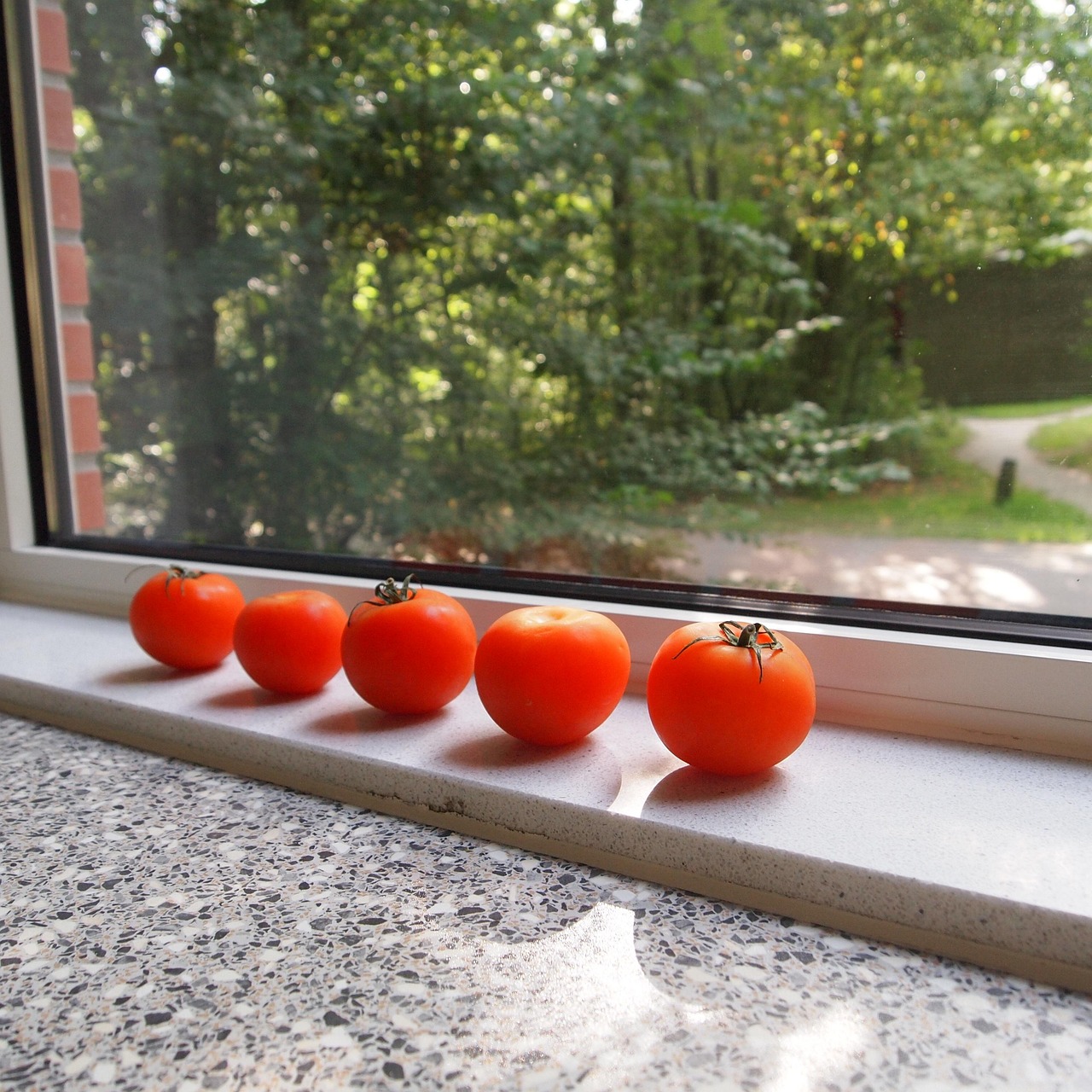 Tomatoes Windowsill Red To - Free photo on Pixabay - Pixabay