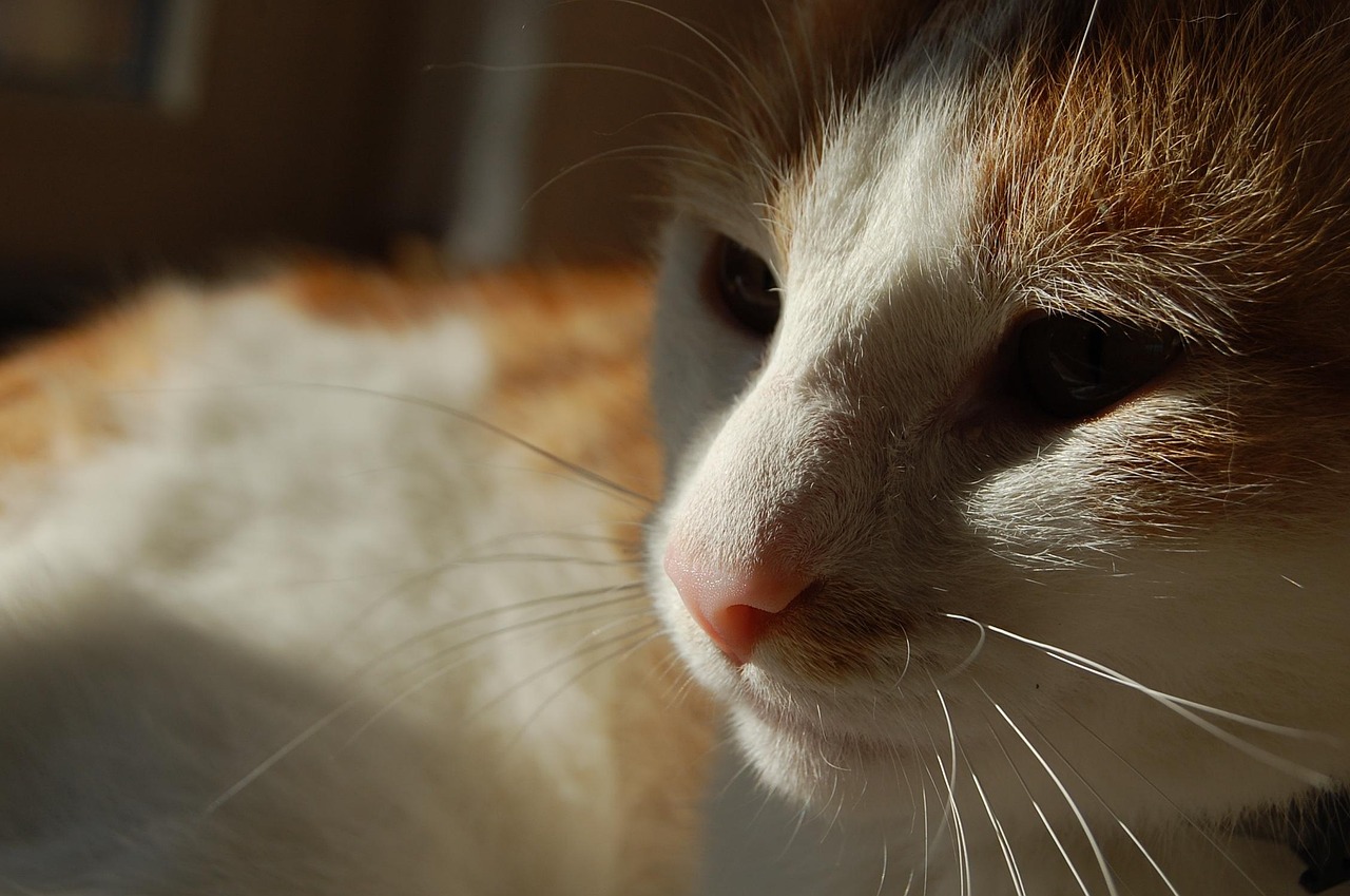 Cats Cat Shadow - Free photo on Pixabay - Pixabay