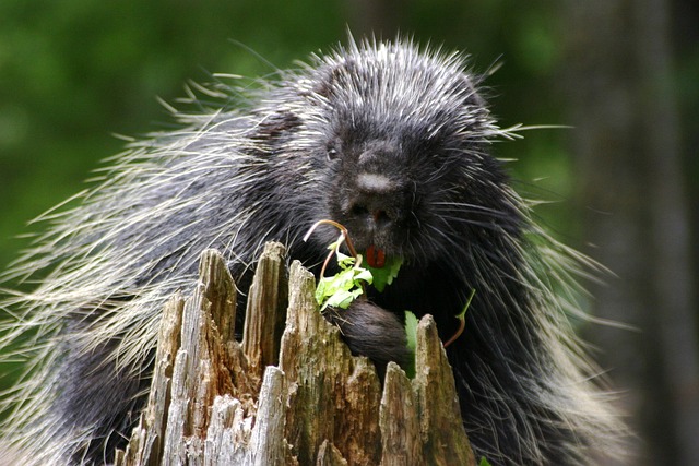 Animales Alaska Fauna - Foto gratis en Pixabay