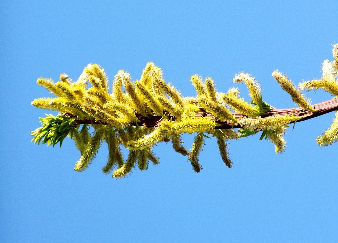 Flowering Catkin Branch Spring - Free photo on Pixabay - Pixabay