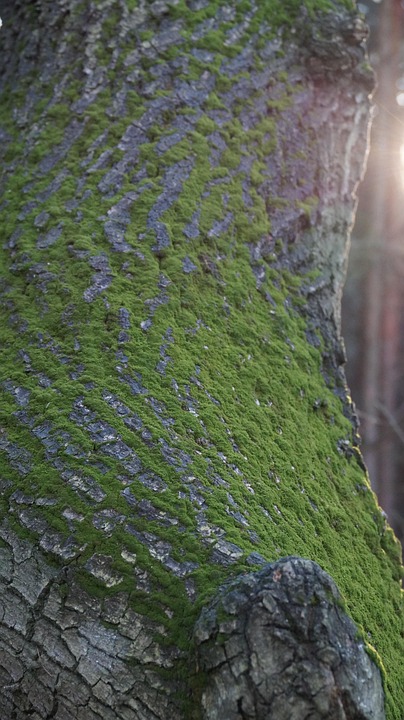 Moss Tree Green - Free photo on Pixabay