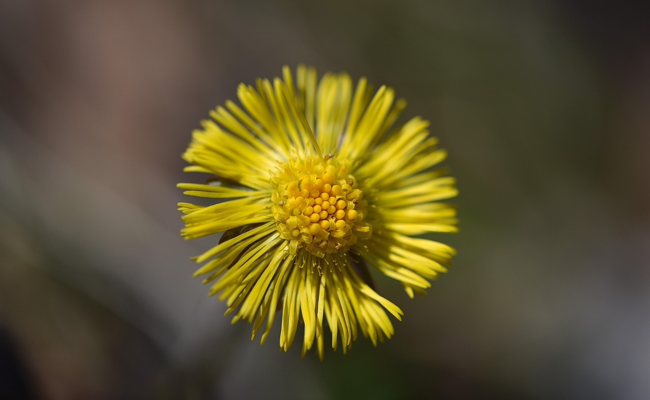 100+ kostenlose Huflattich und Blume-Bilder - Pixabay