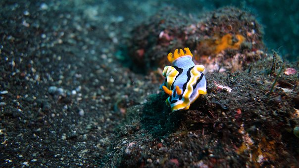 300+ Free Slug & Snail Photos