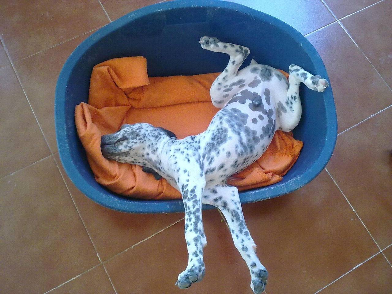 Perro Cachorro Mascota - Foto gratis en Pixabay - Pixabay