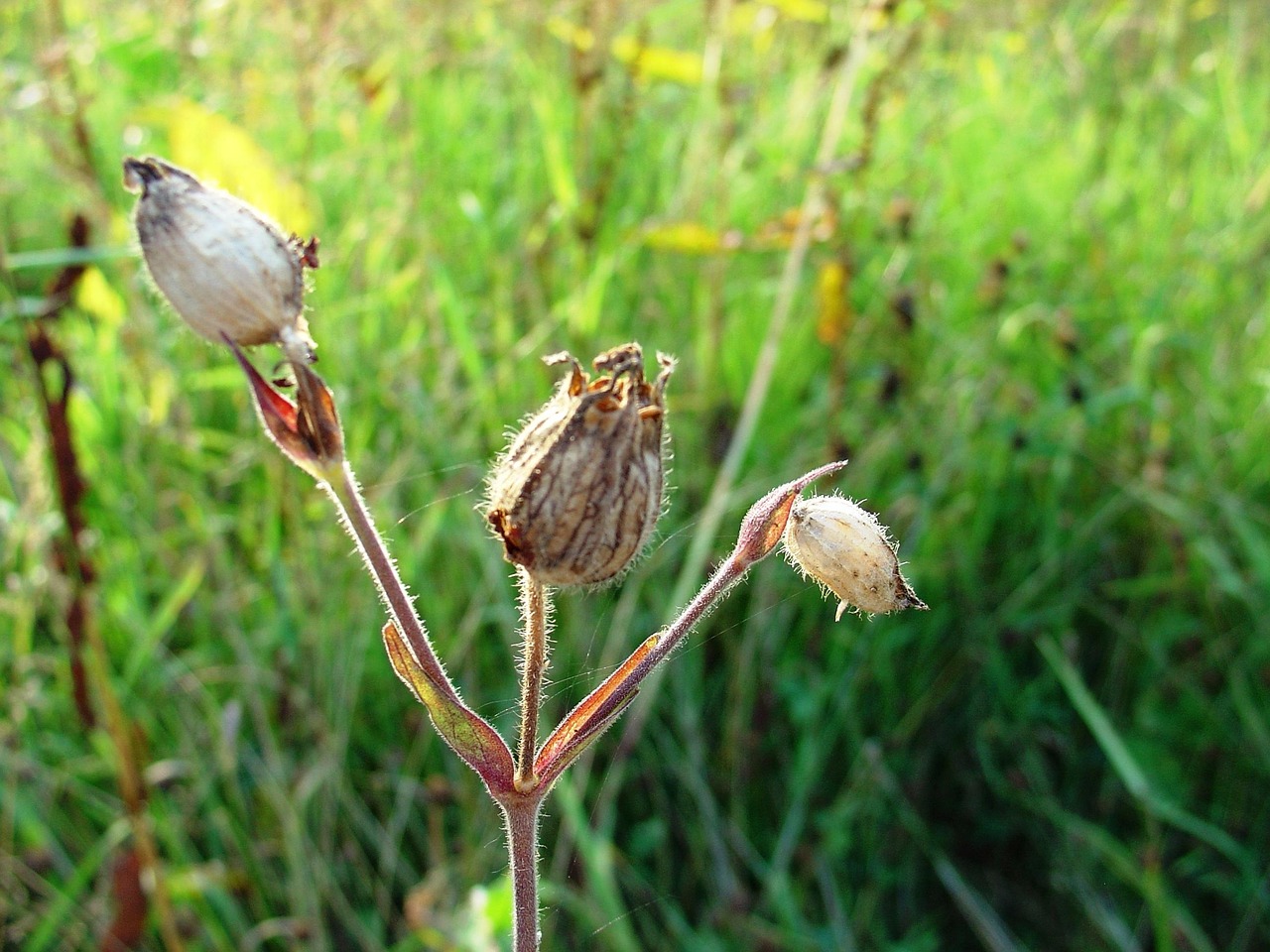 Plante Gazon Nature - Photo gratuite sur Pixabay