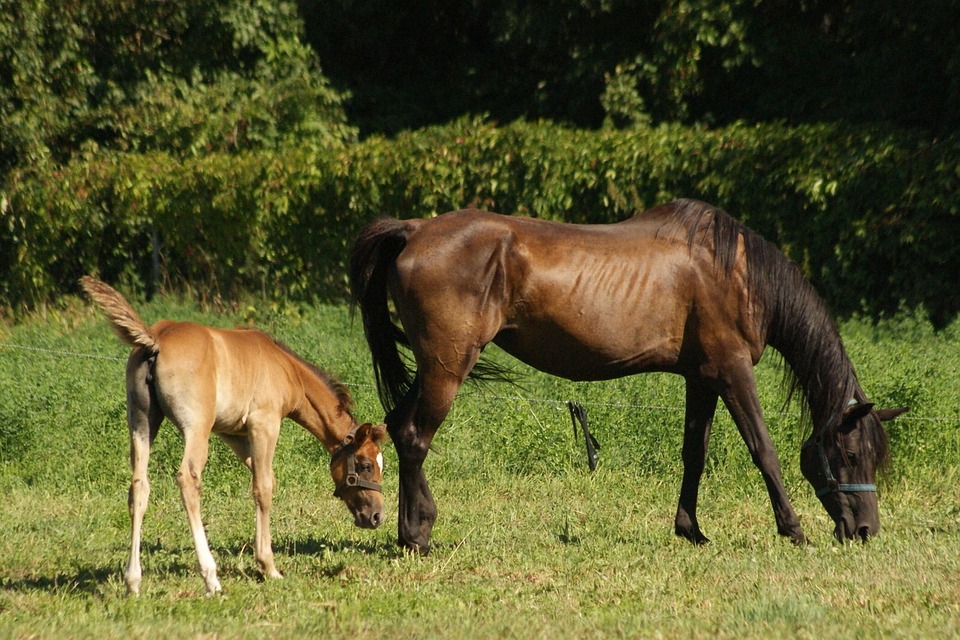Horse Animal Mammal - Free photo on Pixabay - Pixabay