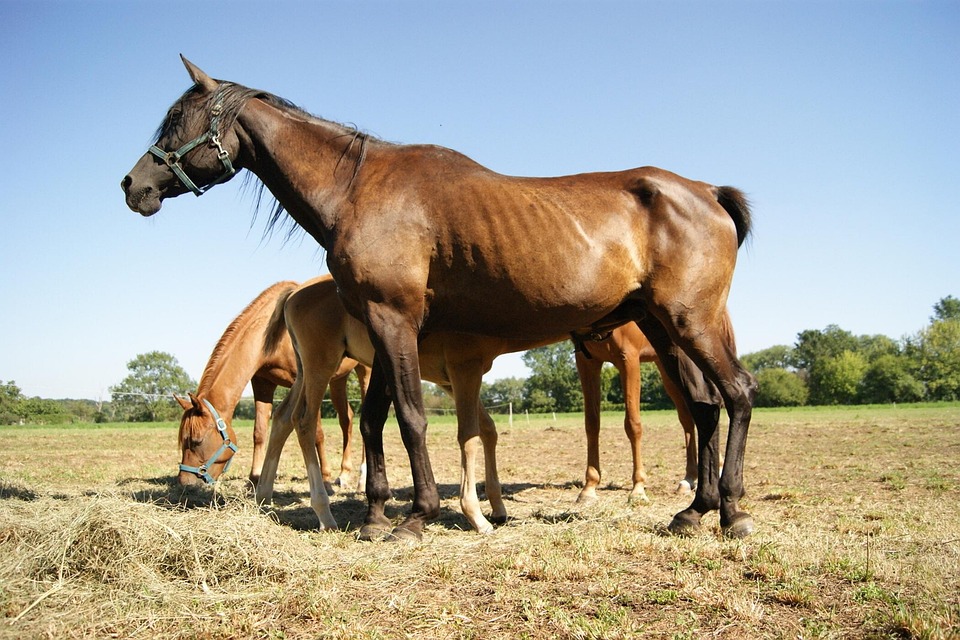 Caballo Animal Mamífero - Foto gratis en Pixabay - Pixabay