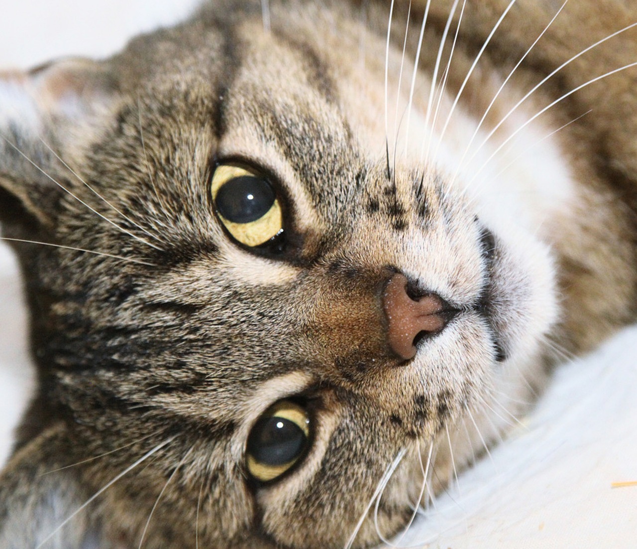 Portrait Feline Animal - Free photo on Pixabay - Pixabay