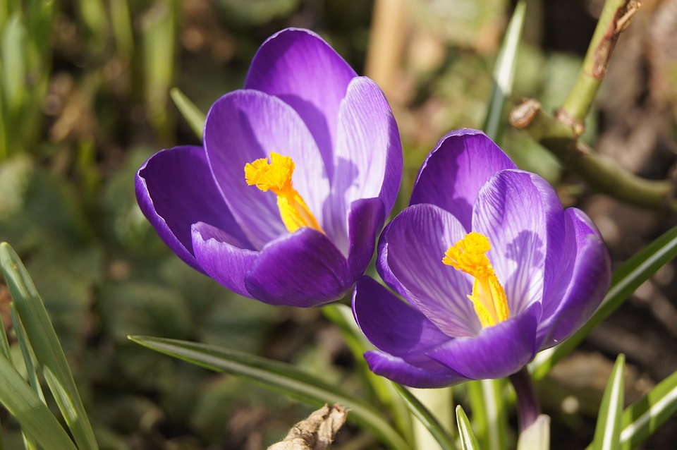 Spring Crocuses - Free photo on Pixabay - Pixabay