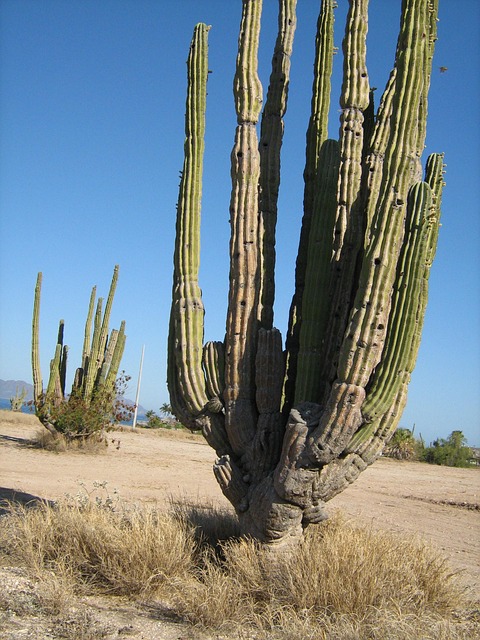 Cactus Desert - Free photo on Pixabay - Pixabay