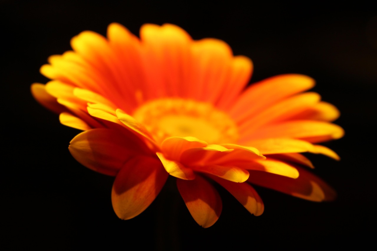 Profondeur De Champ Orange Fleur - Photo gratuite sur Pixabay - Pixabay