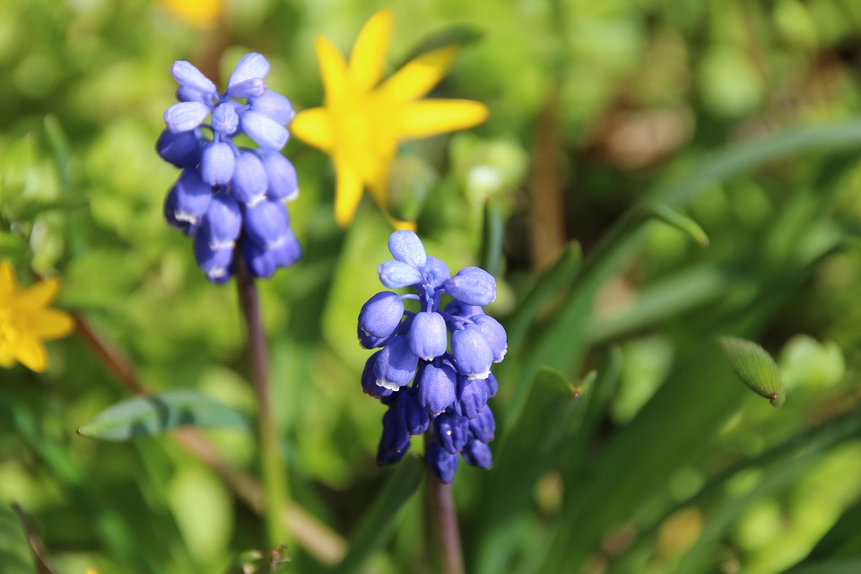 Primavera Flor Azul - Foto gratis en Pixabay - Pixabay
