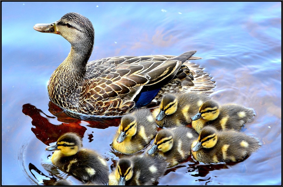 Free Photo Duck Ducklings Lake Family Free Image On Pixabay 715568