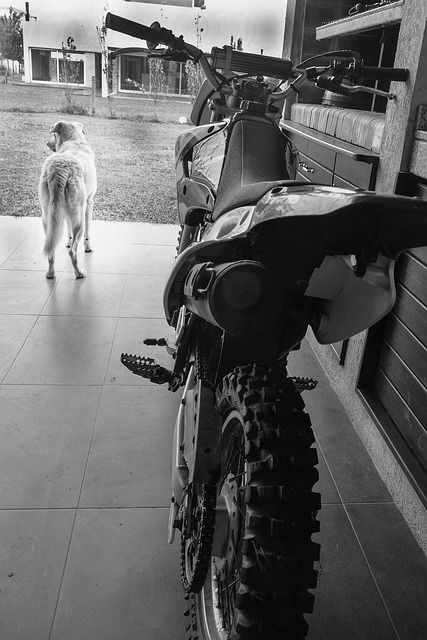 Yamaha Ttr 125 Dog - Free photo on Pixabay