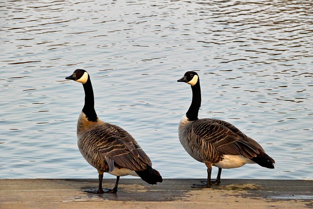 Wild Geese Two Nature - Free photo on Pixabay