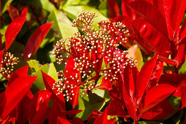 Más de 10 imágenes gratis de Fotinias y Seto - Pixabay