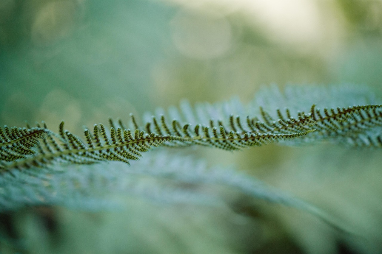 300+ Free Forrest & Nature Images - Pixabay