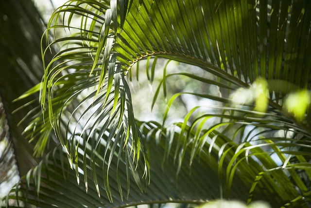 30,000+ Free Palm Leaves & Nature Images - Pixabay