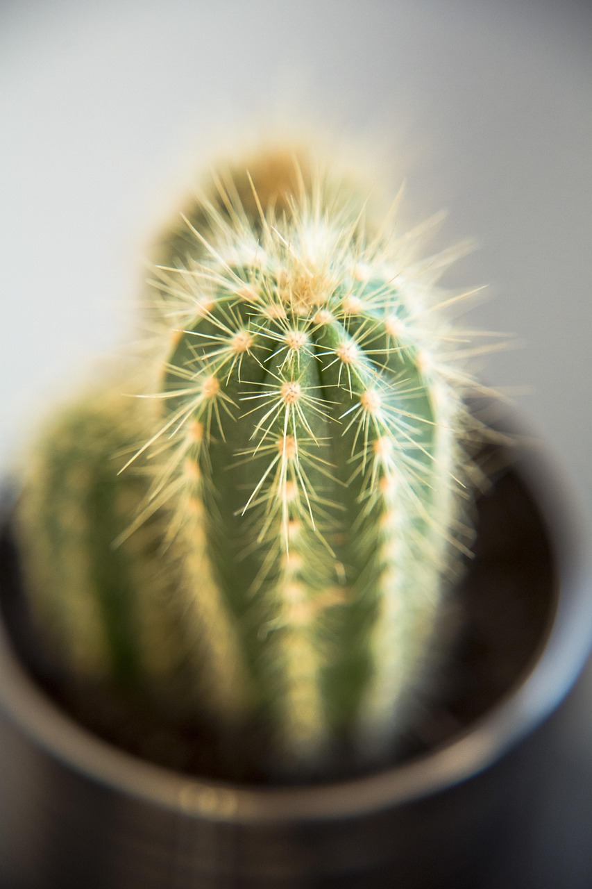 Cactus Cactae Macro - Free photo on Pixabay - Pixabay