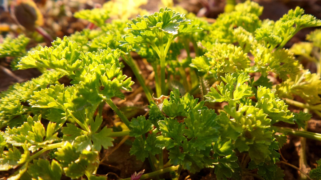 Persil Les Plantes Jardin - Photo gratuite sur Pixabay