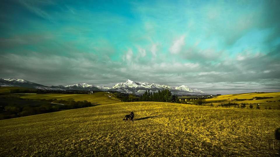 Country The Dog Polia - Free photo on Pixabay