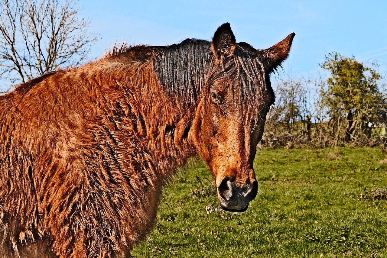 Caballos En Animales De Campo