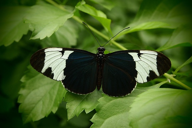 Butterfly Open Wings Black And - Free photo on Pixabay
